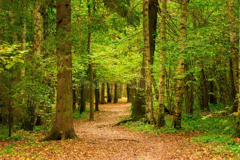 Wald im September stockbild. Bild von betrieb, farbe - 33662217