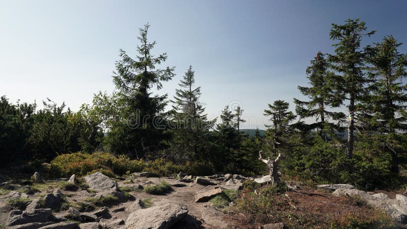 September in the Jizera Mountains, Two Trunks of Old Spruce Tree Stock ...