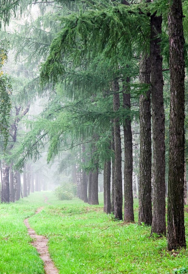 September Mist in the Fir Forest Early Morning Stock Photo - Image of ...