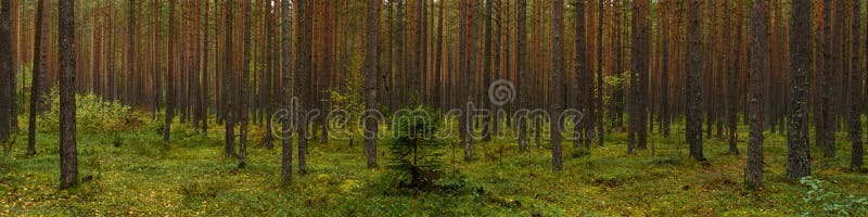 September Mossy Pine Dense Green Forest. Widescreen Panoramic Side View ...