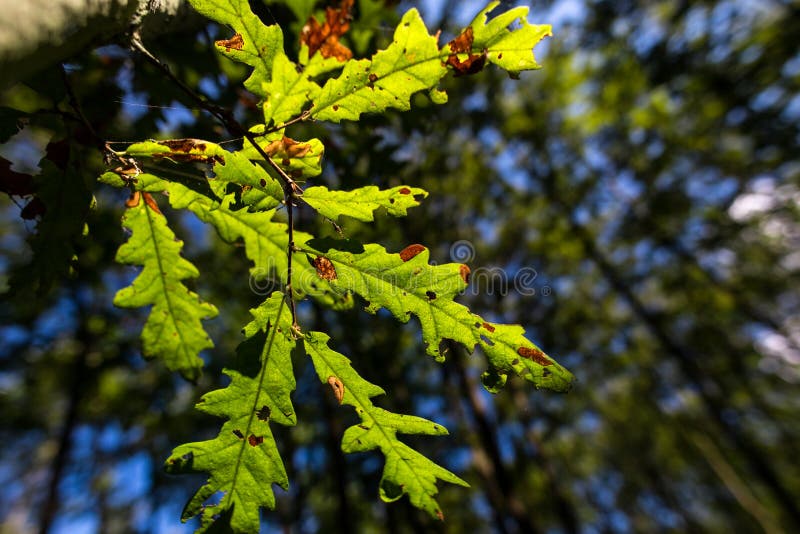September oak leaves stock image. Image of romaniann - 78372637