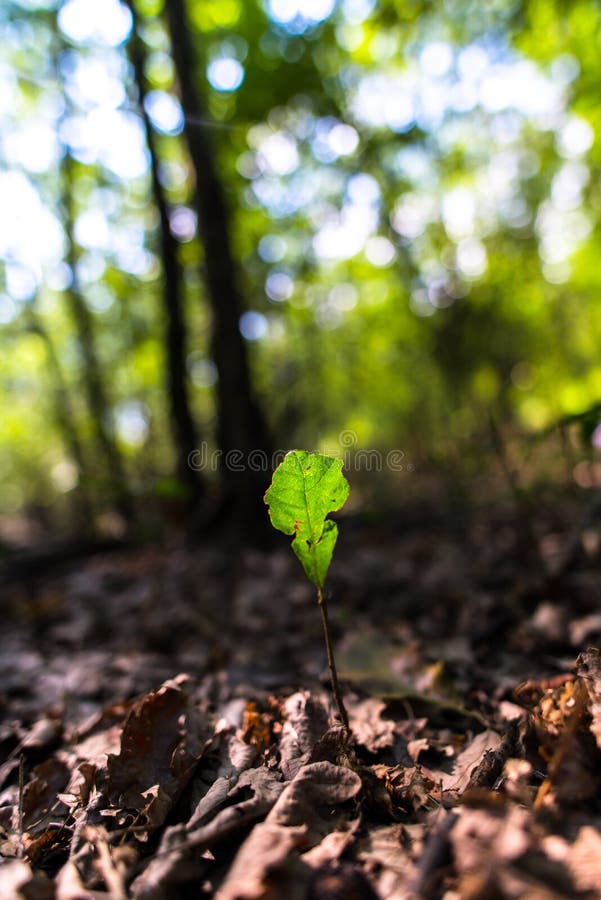 September oak leaves stock image. Image of lush, growth - 78372761