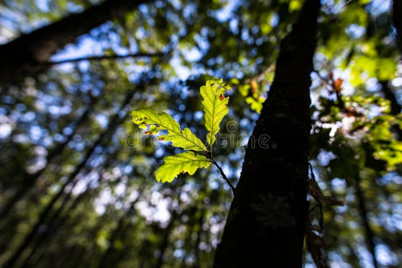 September oak leaves stock photo. Image of macro, soft - 78372816