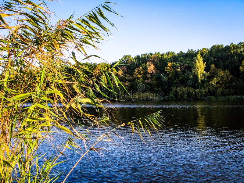 September pond and forest stock photo. Image of trees - 132667114