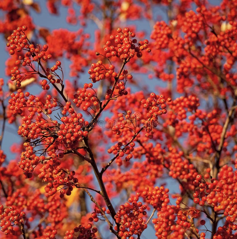 September Red Fall Rowanberry Branch. Red Fall Rowanberry Stock Photo ...