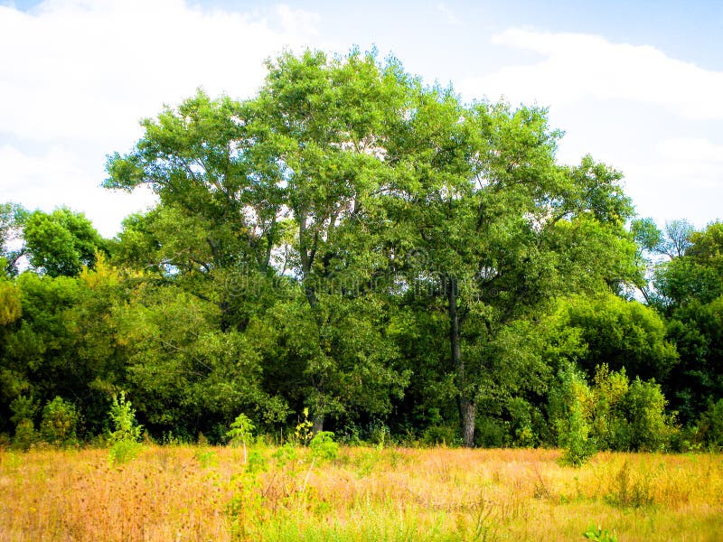 September forest and glade stock photo. Image of forest - 132850364
