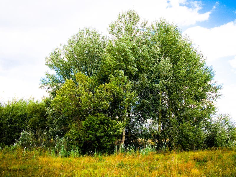 September forest and glade stock image. Image of calm - 132850681