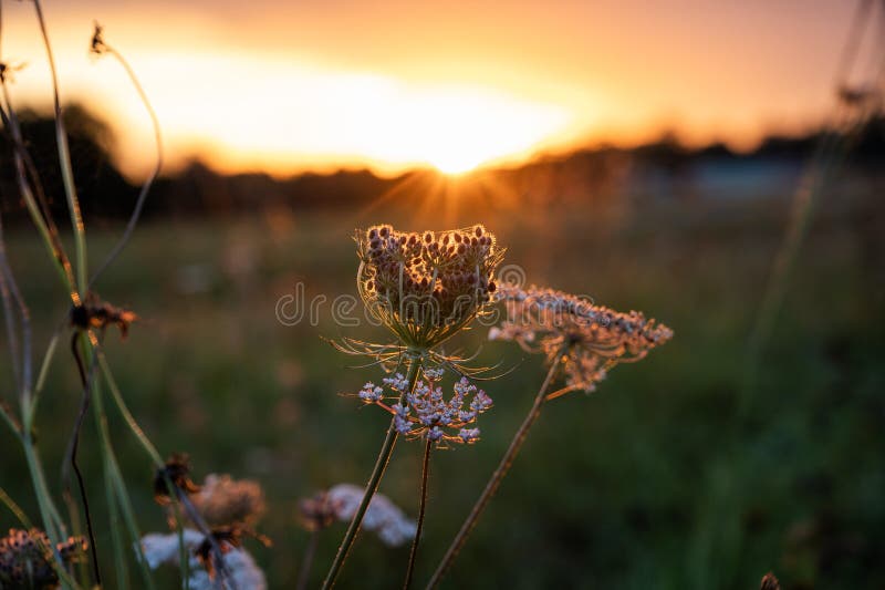 September sunrise stock image. Image of beautiful, autumn - 371020627