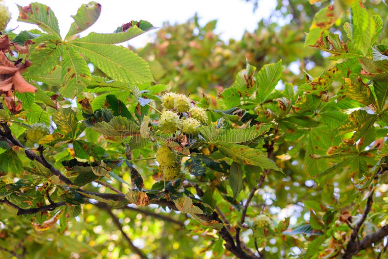 September Thorny Chestnuts Hang on a Tree Stock Image - Image of forest ...