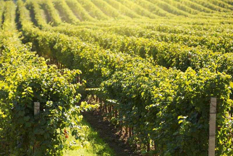 September Vineyards Landscape, Flat Rows in the Sunlight, Concept Stock ...