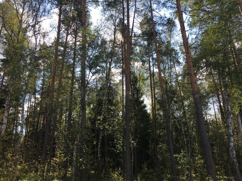 September in Woods in Suburbs of Moscow. Stock Photo - Image of wild ...