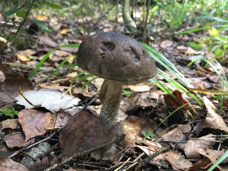 September in Woods in Suburbs of Moscow. Stock Photo - Image of ...