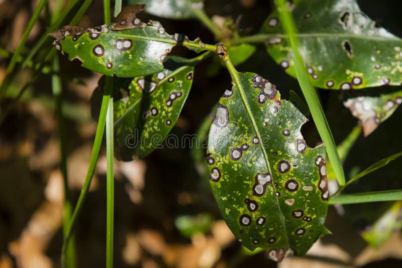Pear rust stock photo. Image of leaves, infection, plant - 15643374