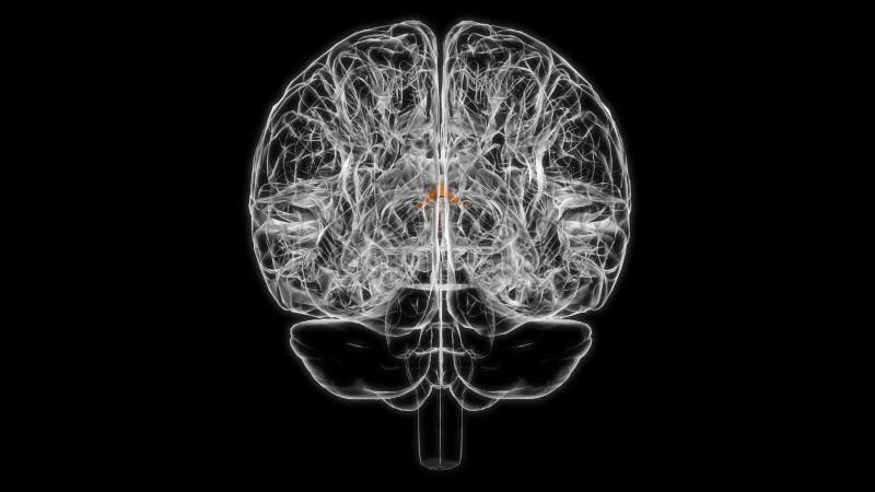 Brain Septum of Telencephalon Anatomy for Medical Concept 3D Animation ...