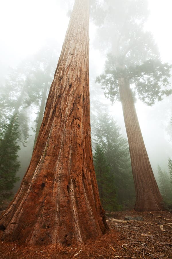 Seqoya stock image. Image of outdoors, redwoods, huge - 54187691