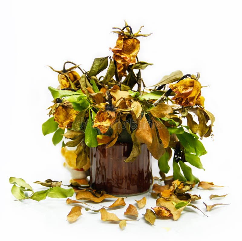 Seque a flor cor-de-rosa foto de stock. Imagem de frasco - 40590556