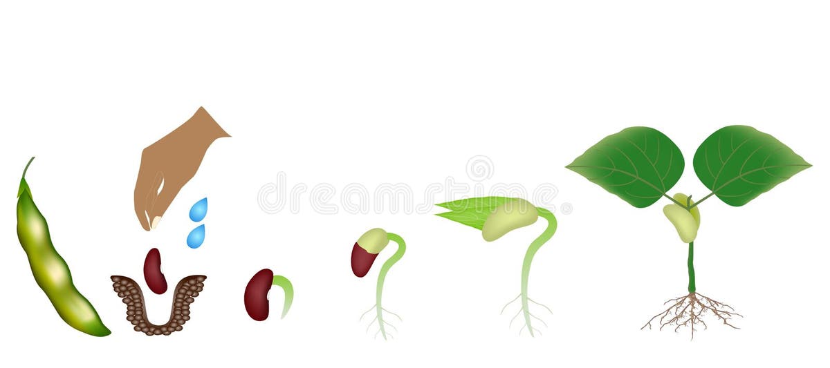 Bean Growing Stages Stock Illustrations – 391 Bean Growing Stages Stock ...
