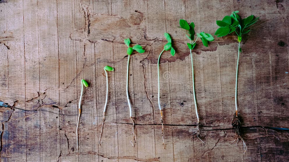 Sequence of Germination Baby Plants Growing Up Stock Photo - Image of ...