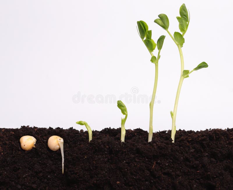 Germinating pea seeds stock photo. Image of fecund, season - 40069154