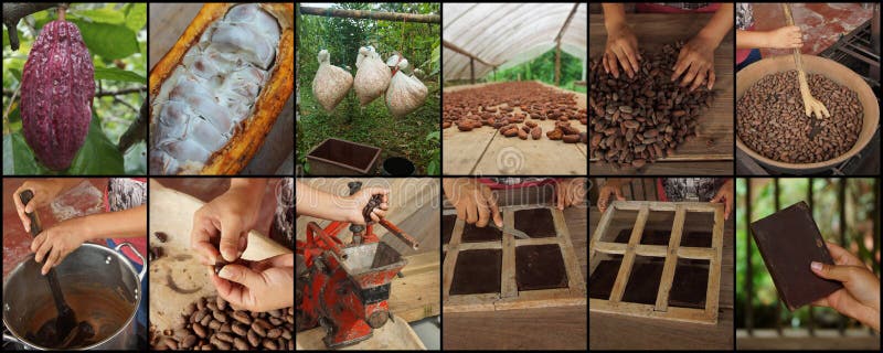 Sequence of 12 Photos that Teach the Process To Make Chocolate Stock ...