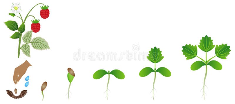 Cycle of a Raspberry Plant Growth Isolated on White Background. Stock ...