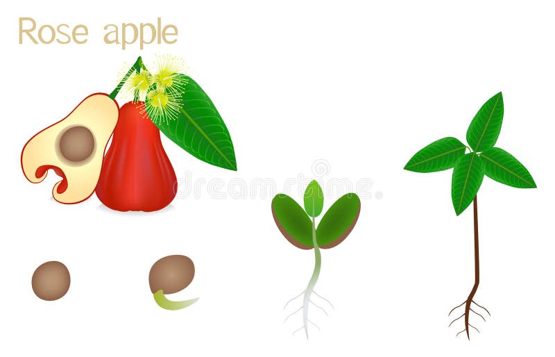 Sequence of a Rose Apple Plant Growing Isolated on White. Stock Vector ...