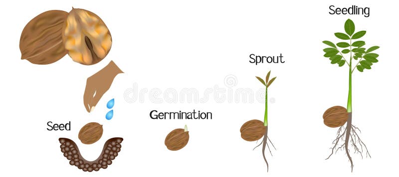 Cycle of a Walnut Plant Growth Isolated on White Background. Stock ...