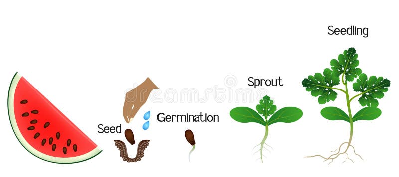 Watermelon Growing Drawing