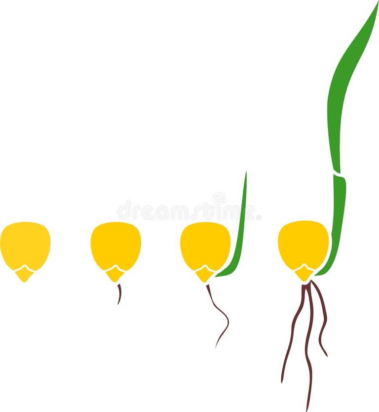 Seed Corn Germination Stock Illustrations – 528 Seed Corn Germination ...