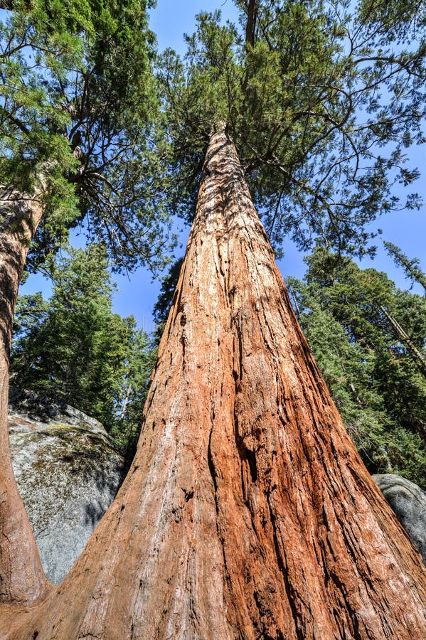 Sequioa National Park stock image. Image of forest, backcountry - 42468765