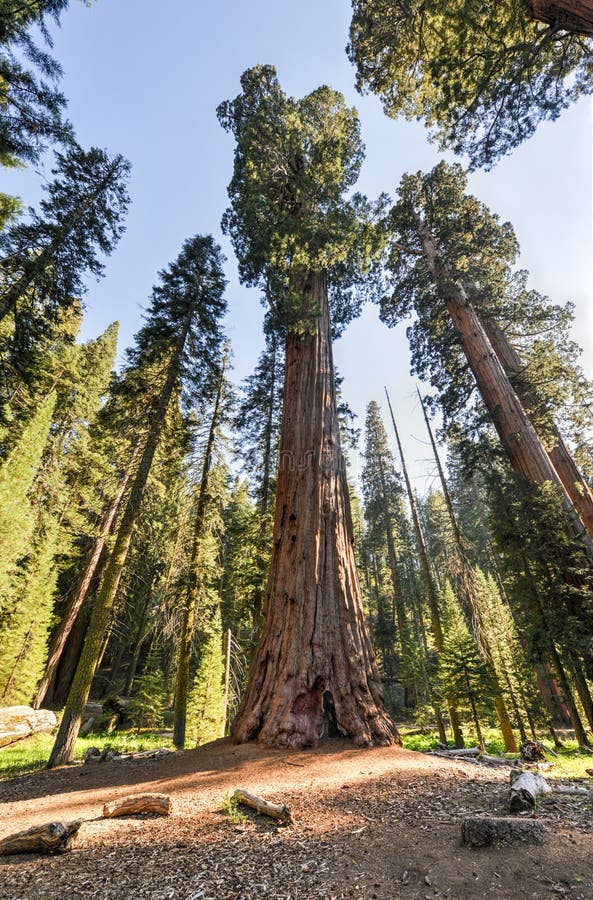 Sequioa National Park stock image. Image of redwood, leaves - 42468833