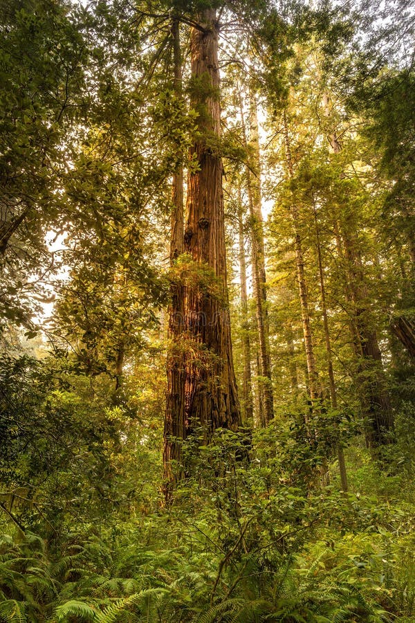 Sequioa Trees in the Redwoods National Park Stock Photo - Image of ...