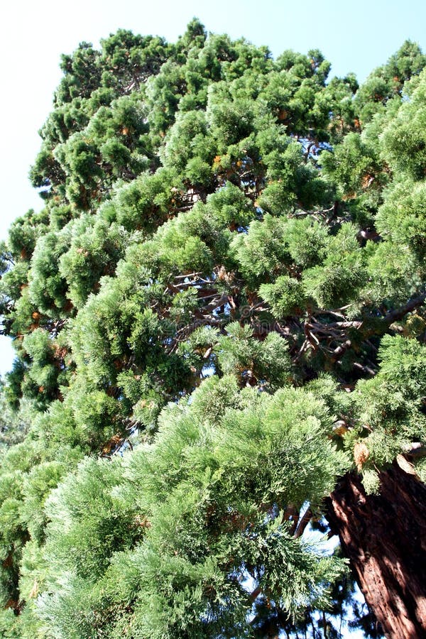 Sequoia stock photo. Image of tree, level, evergreen - 14850776