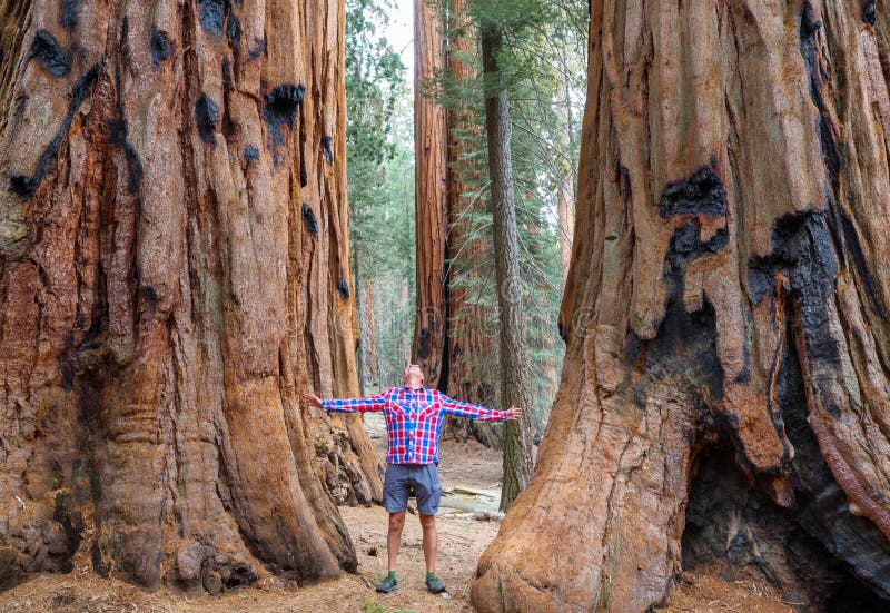 Sequoia stock photo. Image of sequoia, america, ancient - 283417280