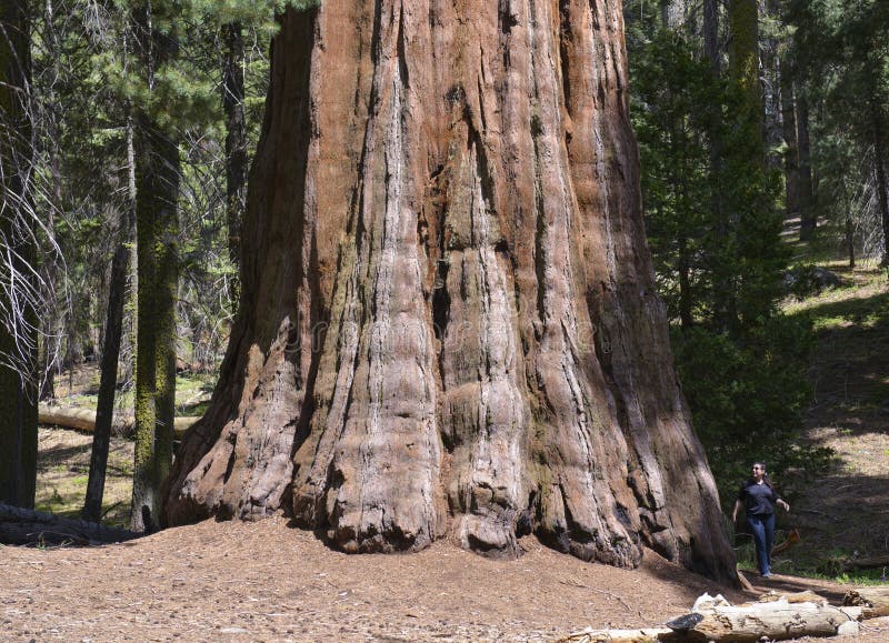 Sequoia foto de stock. Imagem de casca, reis, pinho, parque - 31597428