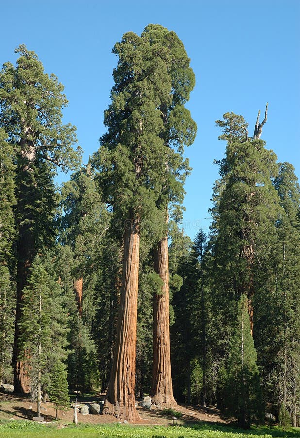 Sequoia 4 stock photo. Image of wild, tall, sequoia, park - 1922206