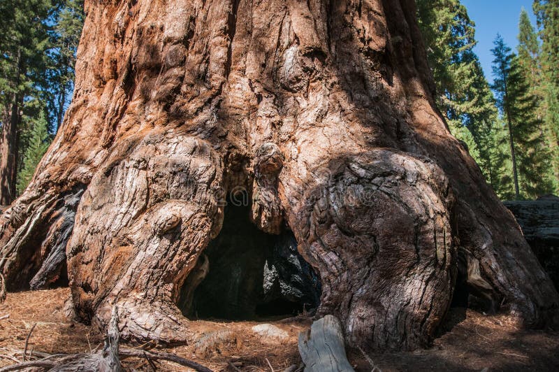 Sequoia bole root stock image. Image of sequoias, enormous - 35187531