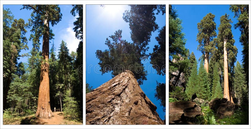 Sequoia compilation stock image. Image of king, california - 6576953