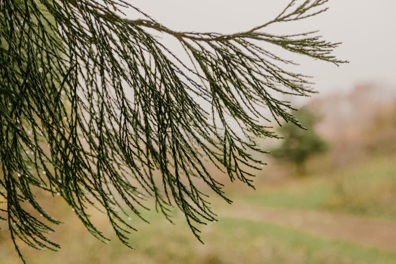 Sequoia Crown in Raining Day with Drops of Water Stock Image - Image of ...
