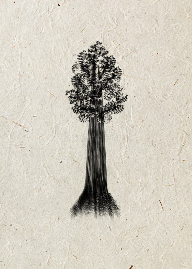 Sequoia. Drawing Tree on a Beige Rice Paper Stock Illustration ...