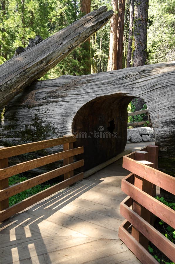 Through sequoia fall stock image. Image of colors, sequoia - 30964871