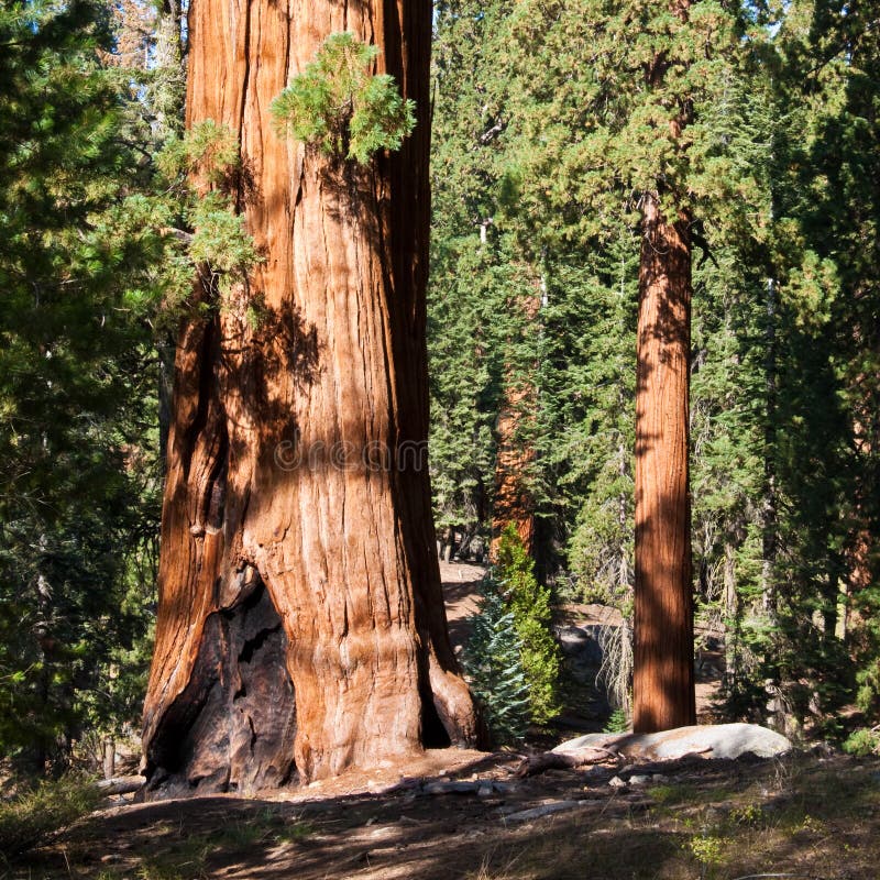 Sequoia Forest stock photo. Image of forest, stone, sunlit - 10987530
