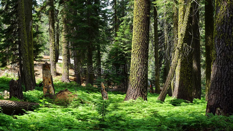 Sequoia Forest stock image. Image of branches, forest - 20784537