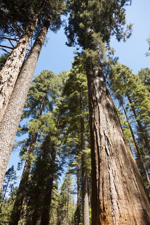 Sequoia Trees. Big Trees Park Stock Image - Image of large, terrain ...