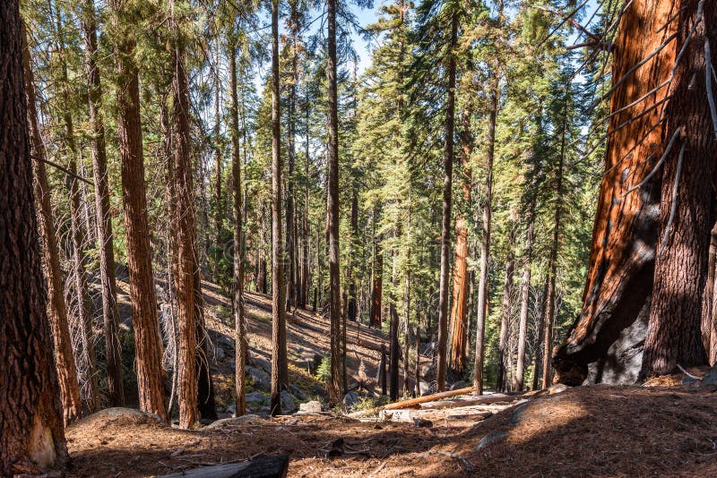 View of a Sequoia Forest on a Sunny Fall Day Stock Photo - Image of ...