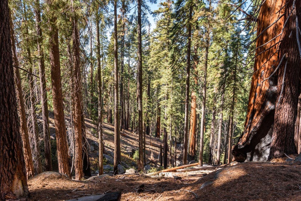 View of a Sequoia Forest on a Sunny Fall Day Stock Photo - Image of ...