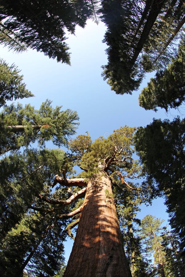 Sequoia stock photo. Image of beauty, blue, redwood, look - 33290568