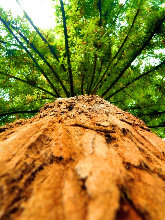 Sequoia Gigantea Tree Details in Central Park from Baile Herculane ...