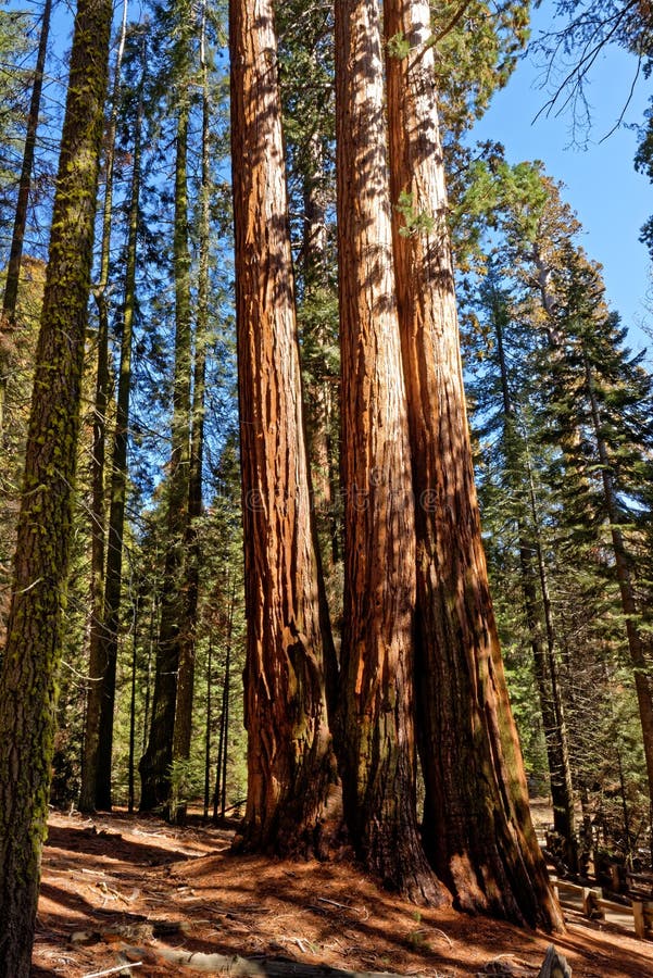 Sequoia Gigantes No Parque Nacional De Sequoia Imagem de Stock - Imagem ...