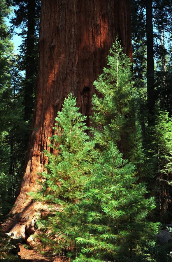 Sequoia National Park stock photo. Image of national - 23639766